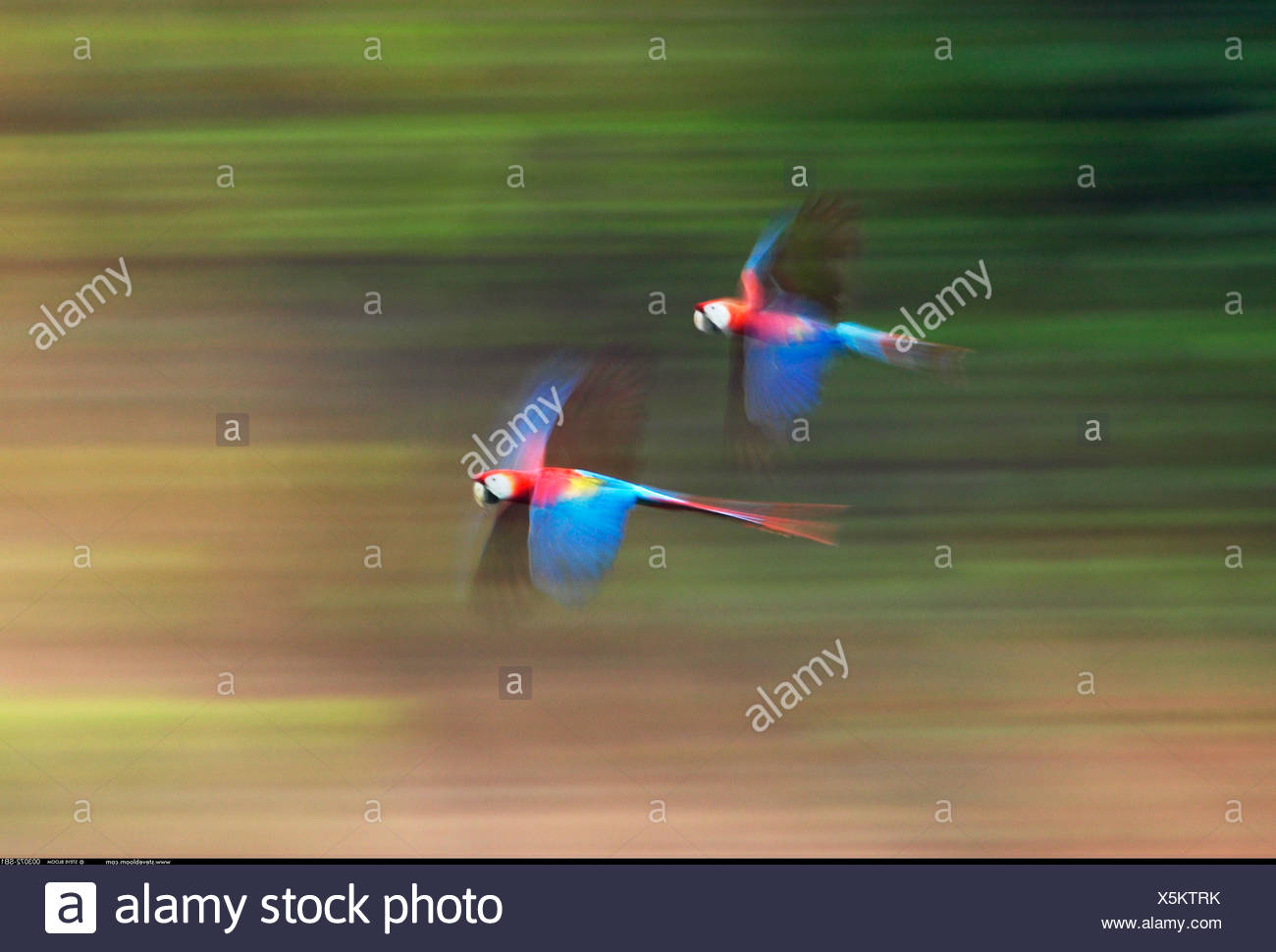 Parrot In Flight High Resolution Stock Photography and Images - Alamy