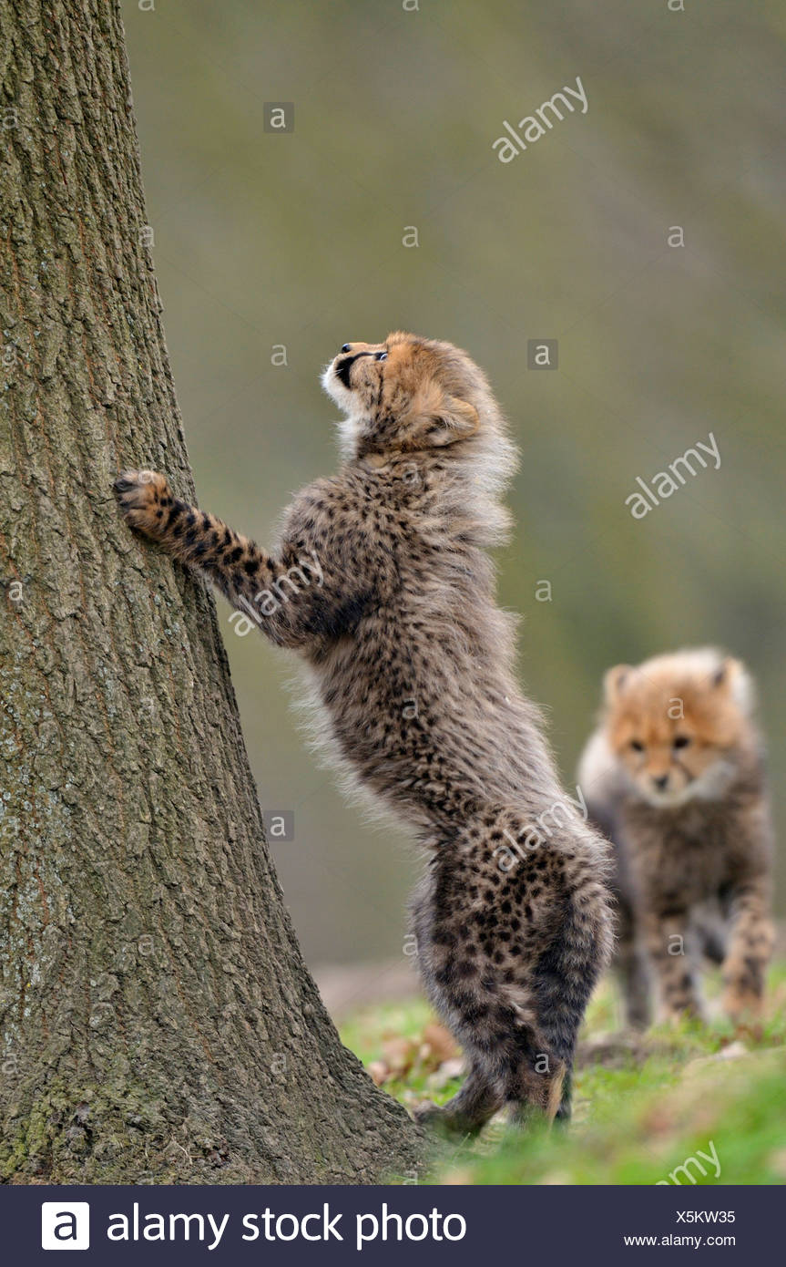 Cheetahs Standing High Resolution Stock Photography and Images - Alamy