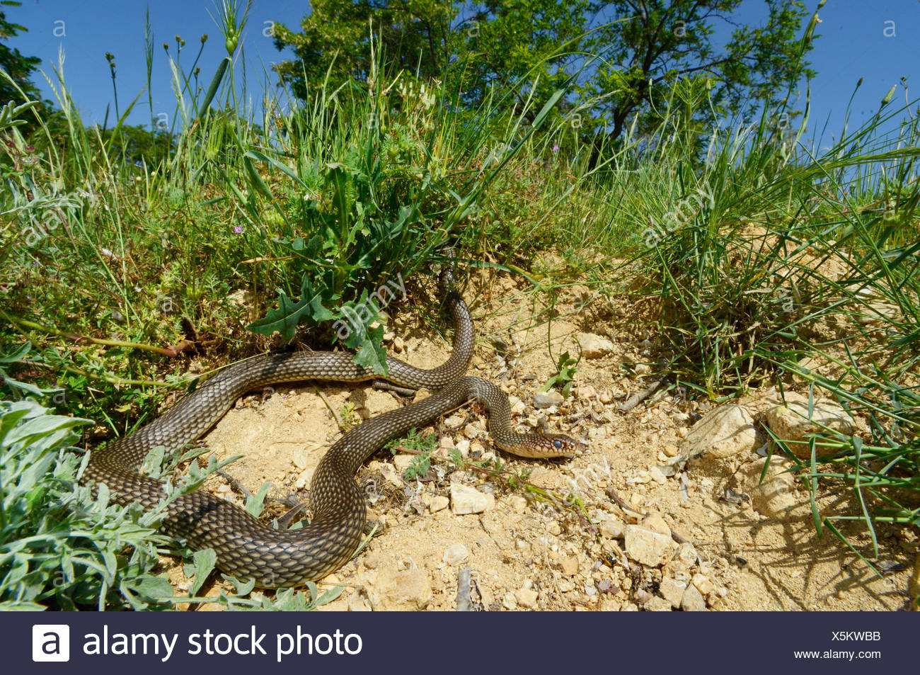 Whipsnakes High Resolution Stock Photography and Images - Alamy