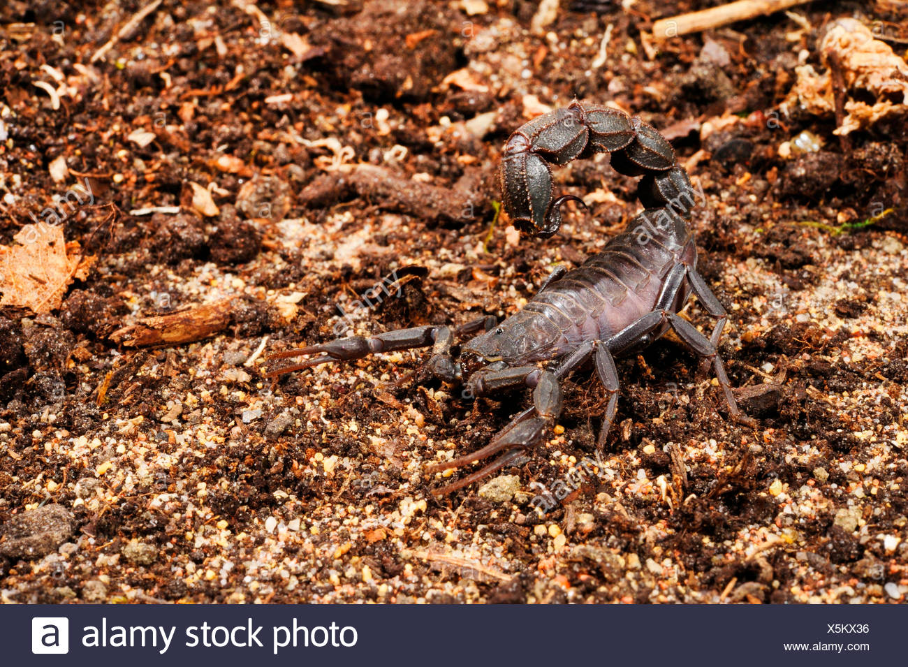 Androctonus Scorpion High Resolution Stock Photography and Images - Alamy