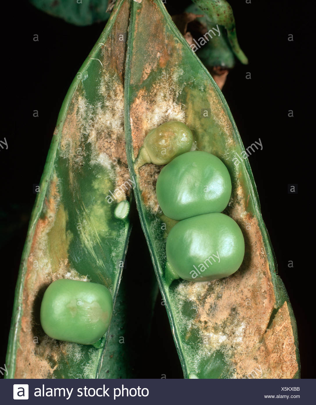 Fungal Infection Mycelium Downy Mildew Stock Photos & Fungal Infection ...