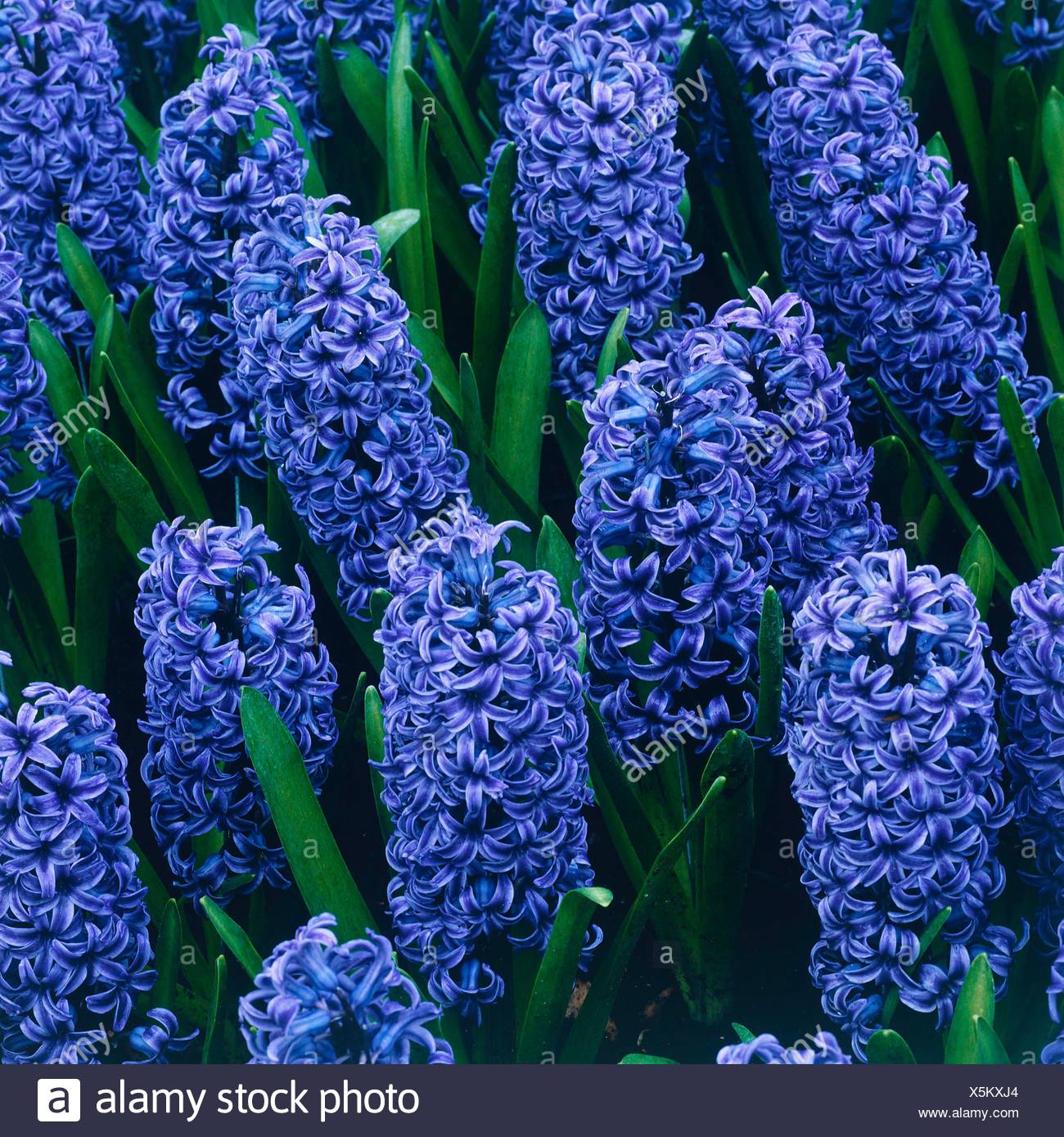 Bluejacket Stock Photos & Bluejacket Stock Images - Alamy