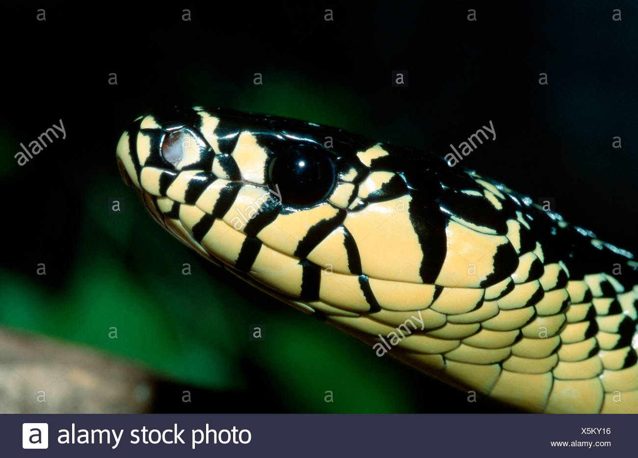 Chicken Snake High Resolution Stock Photography and Images - Alamy