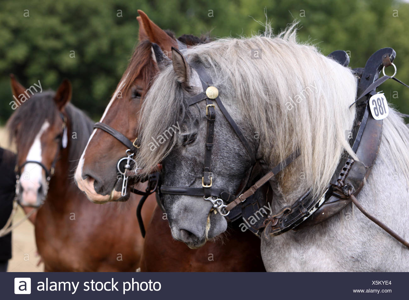 Poitevin Horse High Resolution Stock Photography and Images - Alamy