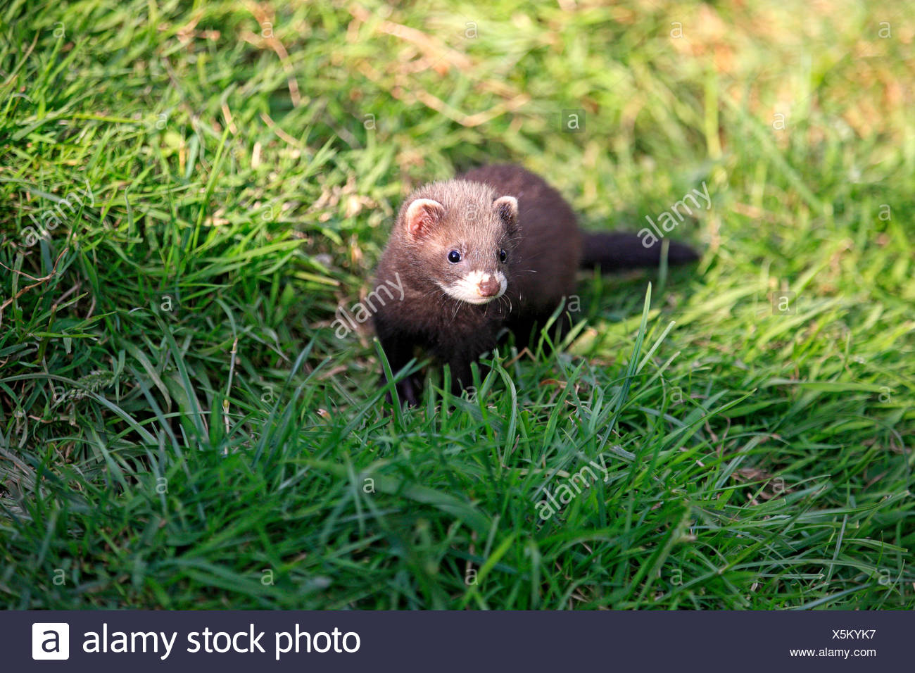 Pole Cats High Resolution Stock Photography and Images - Alamy