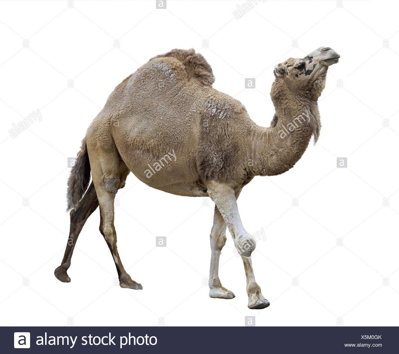 Camel Cut Out Stock Images & Pictures - Alamy