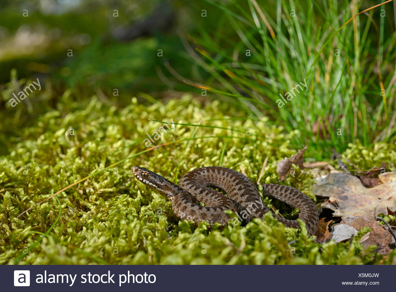 Juvenile Adder Stock Photos & Juvenile Adder Stock Images - Alamy