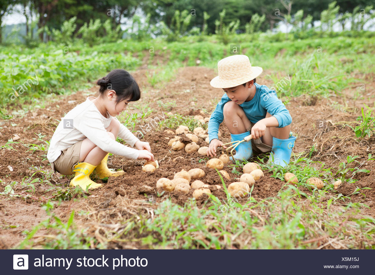 Picking Potatoes And Child Stock Photos & Picking Potatoes And Child ...