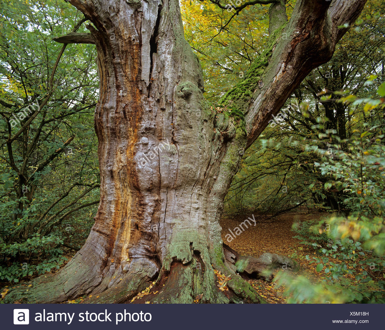 Oak Tree Forests High Resolution Stock Photography and Images - Alamy