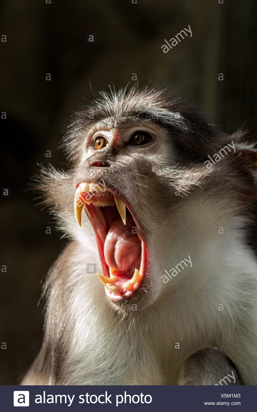 Sooty Mangabey High Resolution Stock Photography and Images - Alamy