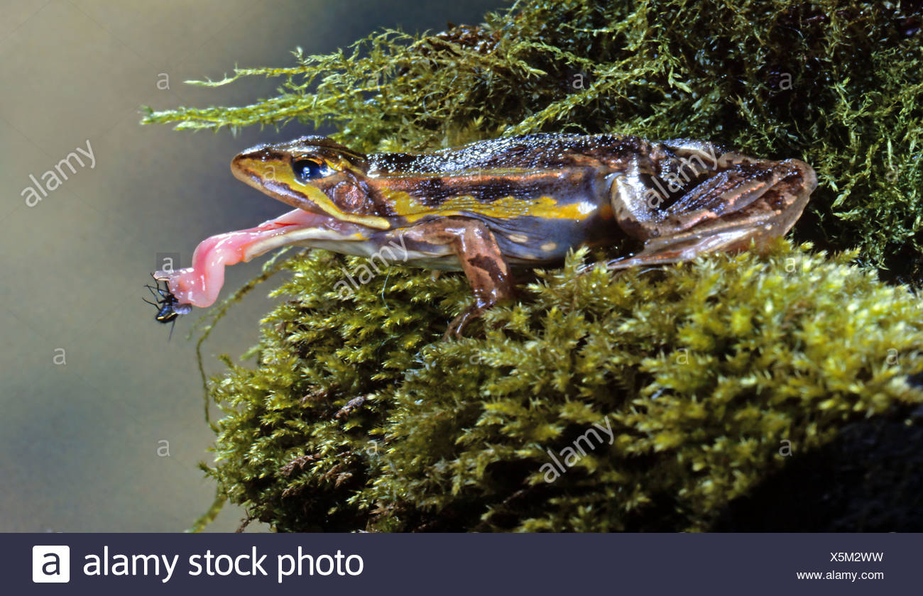 Frog Tongue High Resolution Stock Photography and Images - Alamy