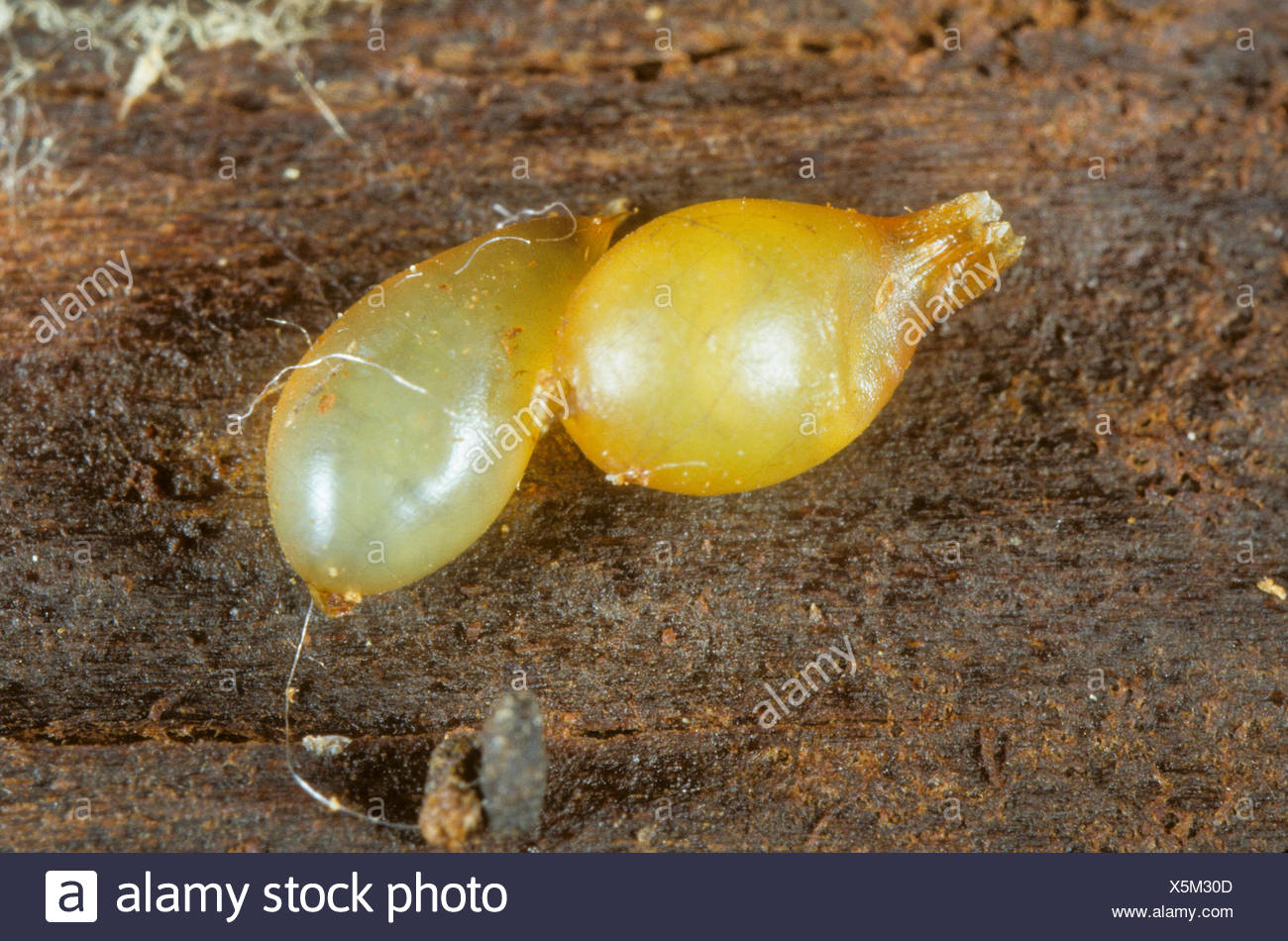 Common Earthworm High Resolution Stock Photography and Images - Alamy
