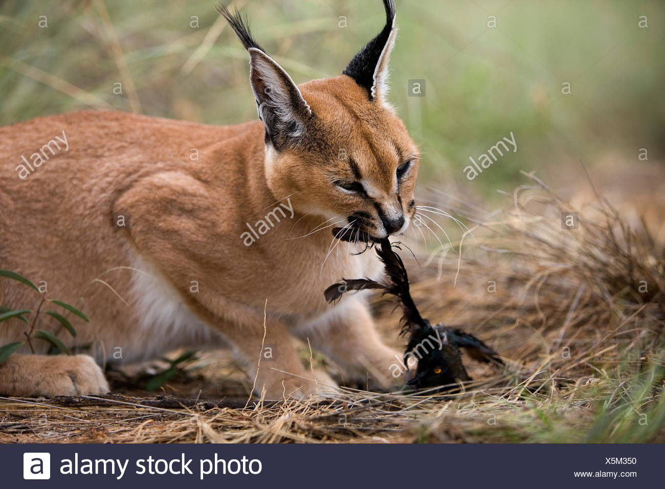 The Caracal High Resolution Stock Photography and Images - Alamy