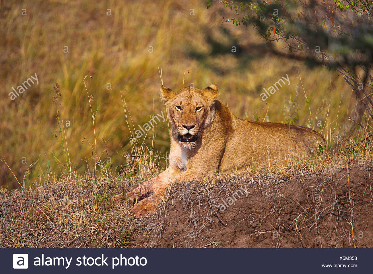 Savanna Animal Africa Lion High Resolution Stock Photography and Images ...