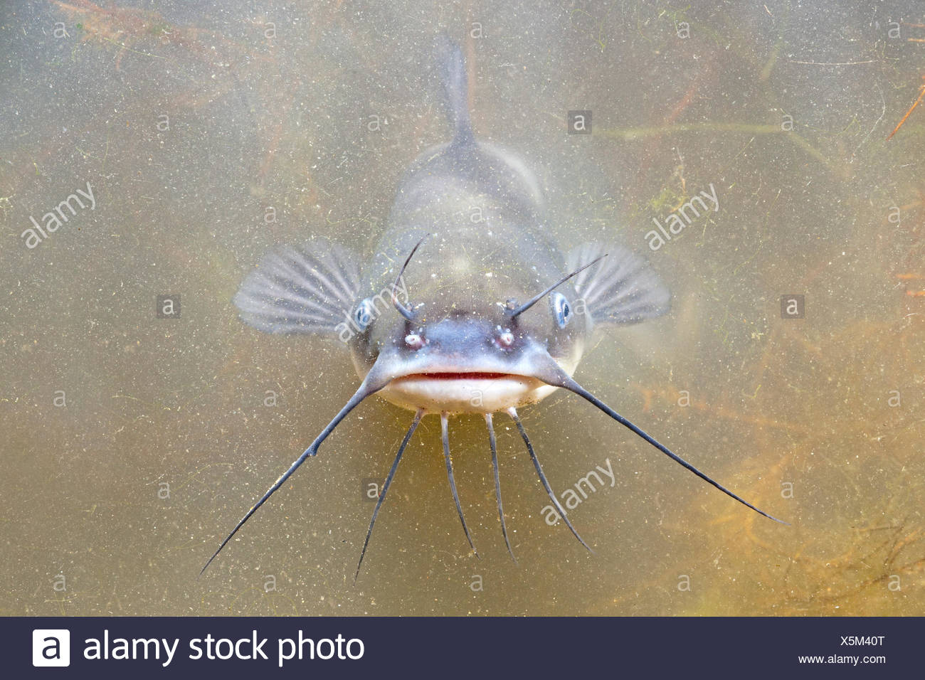 Brown Catfish Stock Photos & Brown Catfish Stock Images - Alamy