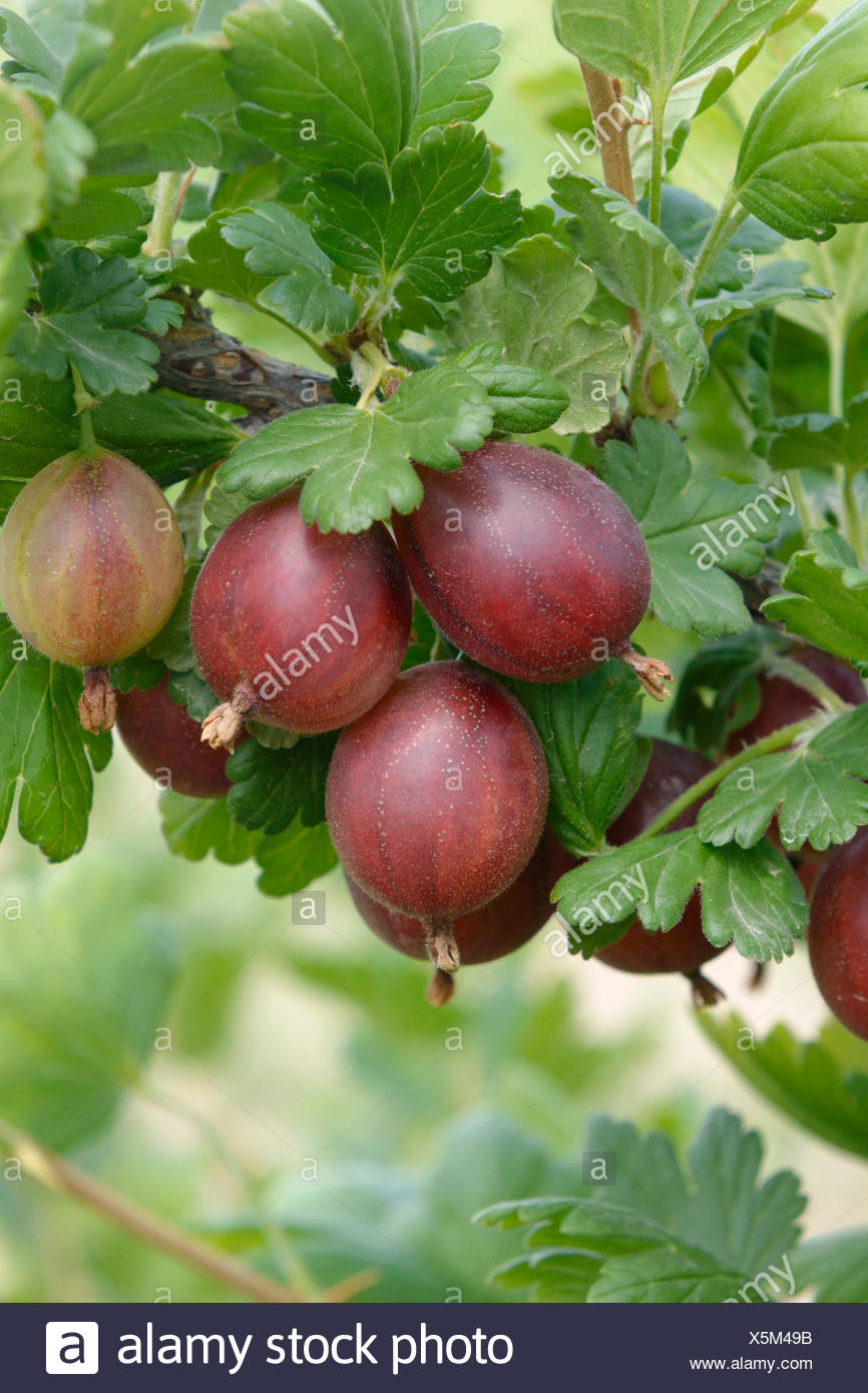 Gooseberry Bushes High Resolution Stock Photography and Images - Alamy