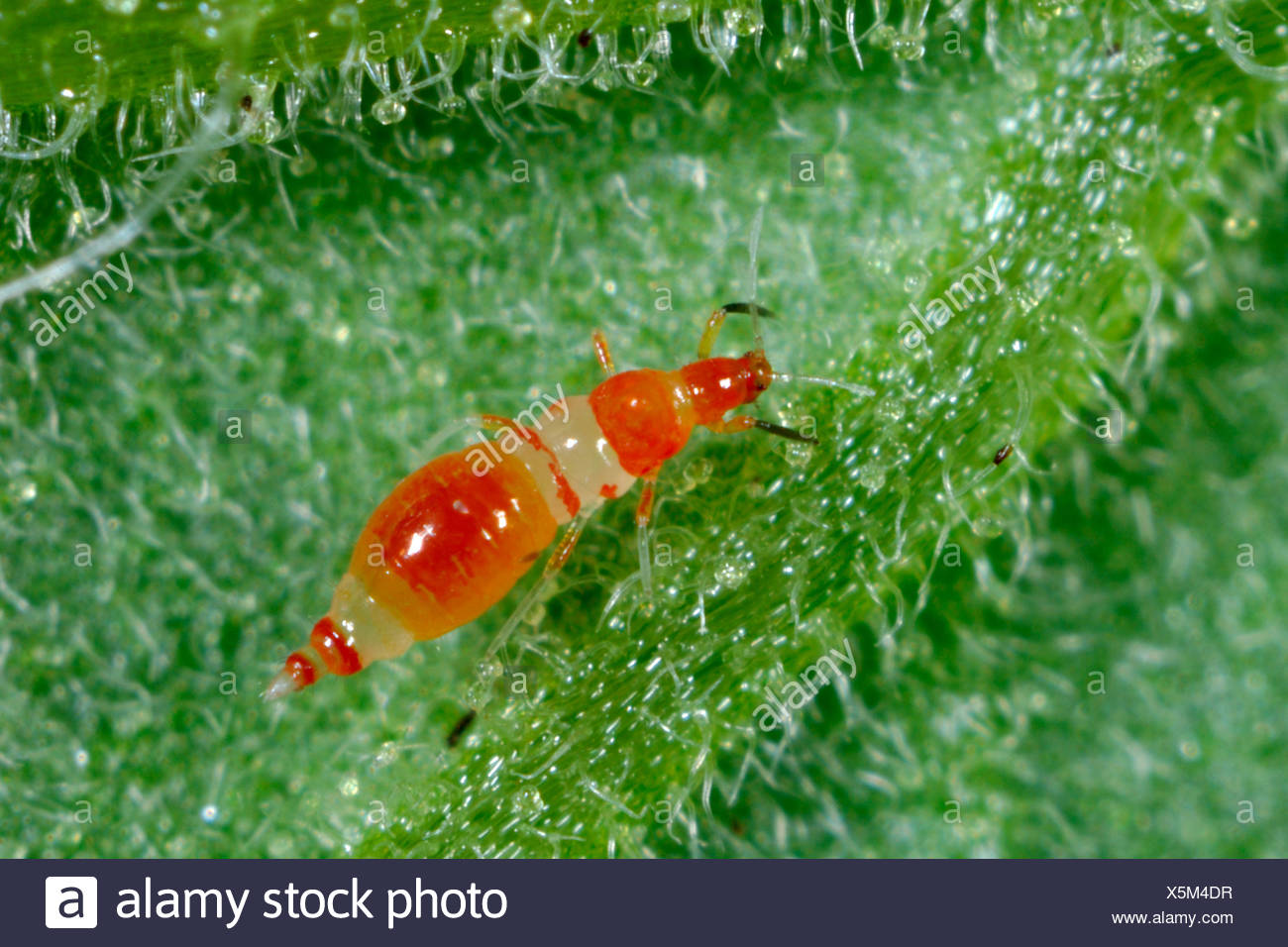 Greenhouse Thrips High Resolution Stock Photography and Images - Alamy