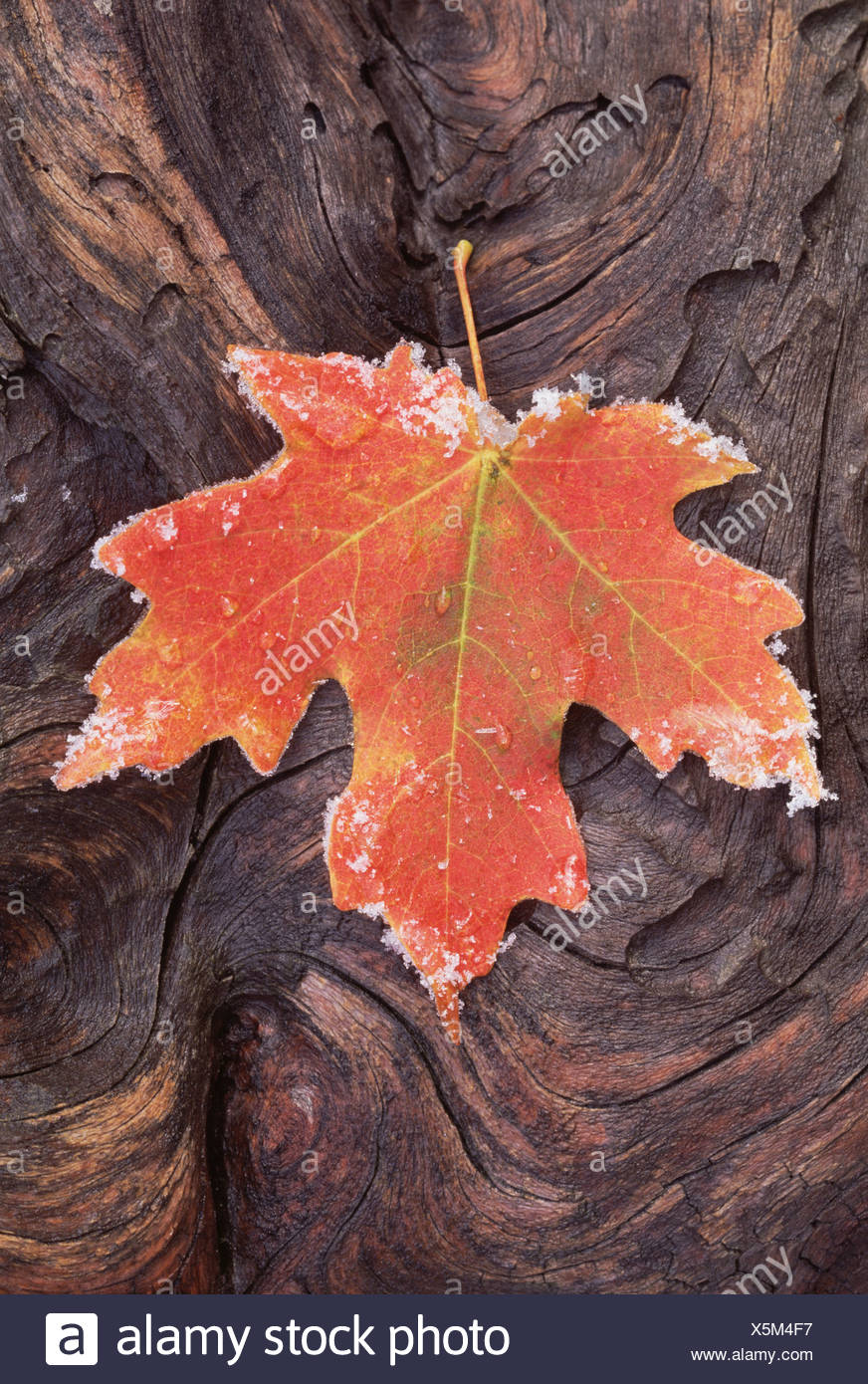 Edge Of Leaf High Resolution Stock Photography and Images - Alamy