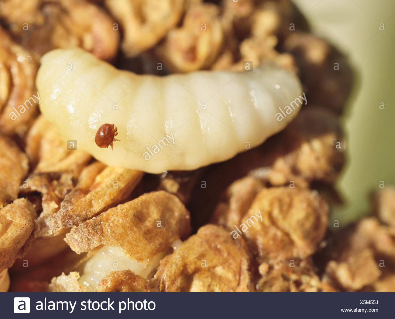 Honey Bee Parasite High Resolution Stock Photography and Images - Alamy