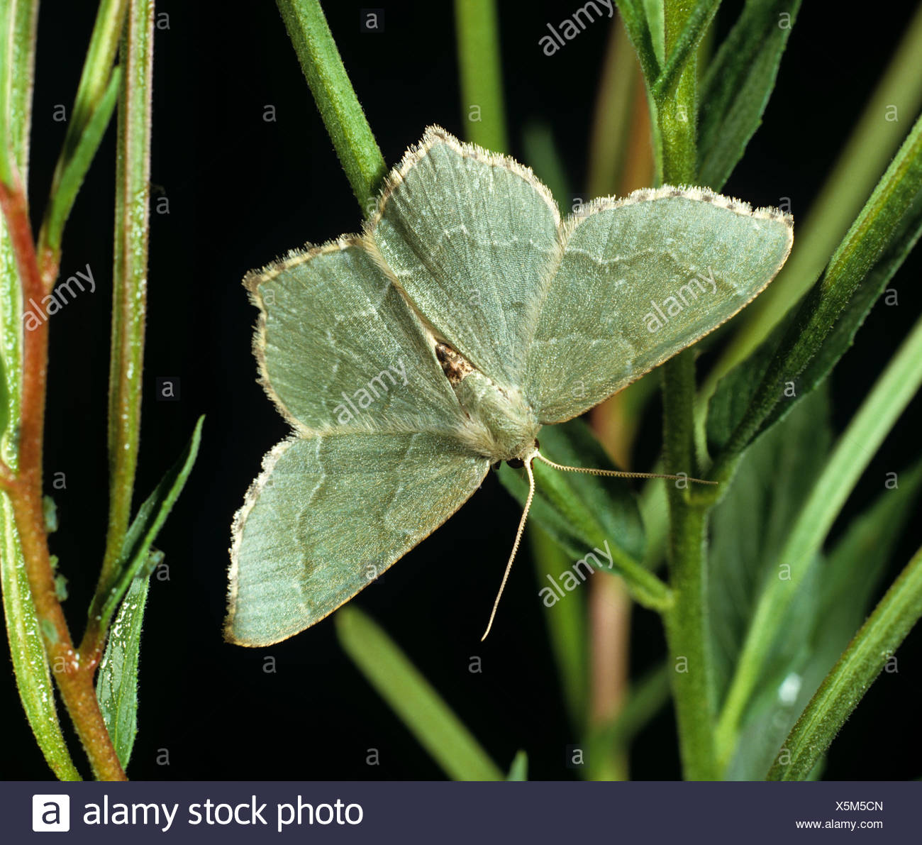 Emerald Moth High Resolution Stock Photography and Images - Alamy