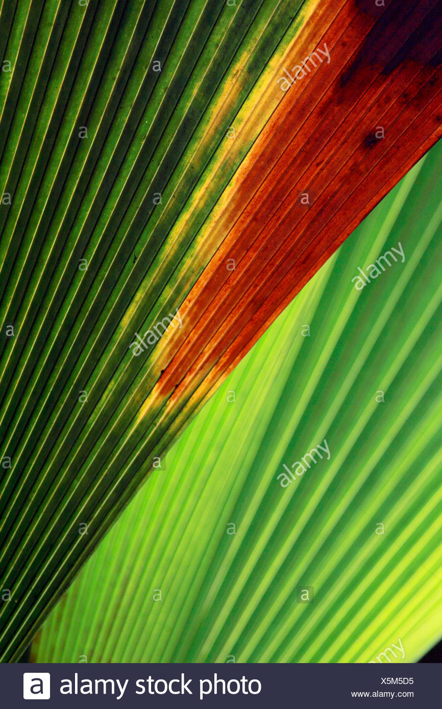 Double Coconut Tree High Resolution Stock Photography and Images - Alamy