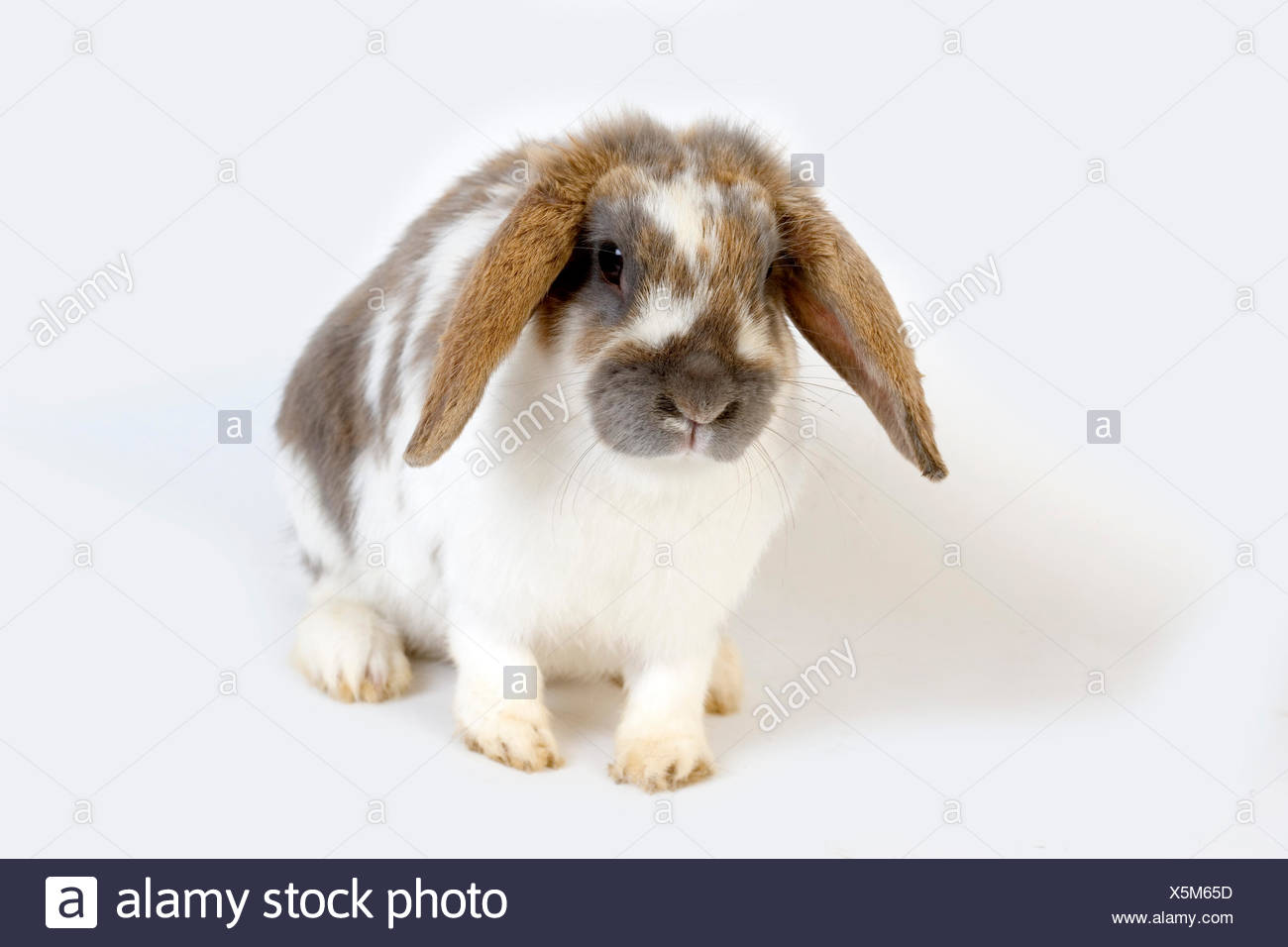 Lop Eared Rabbit Stock Photos & Lop Eared Rabbit Stock Images - Alamy
