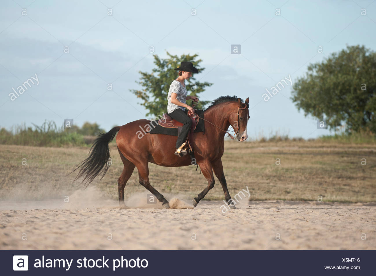 Running American Quarter Horse High Resolution Stock Photography and ...