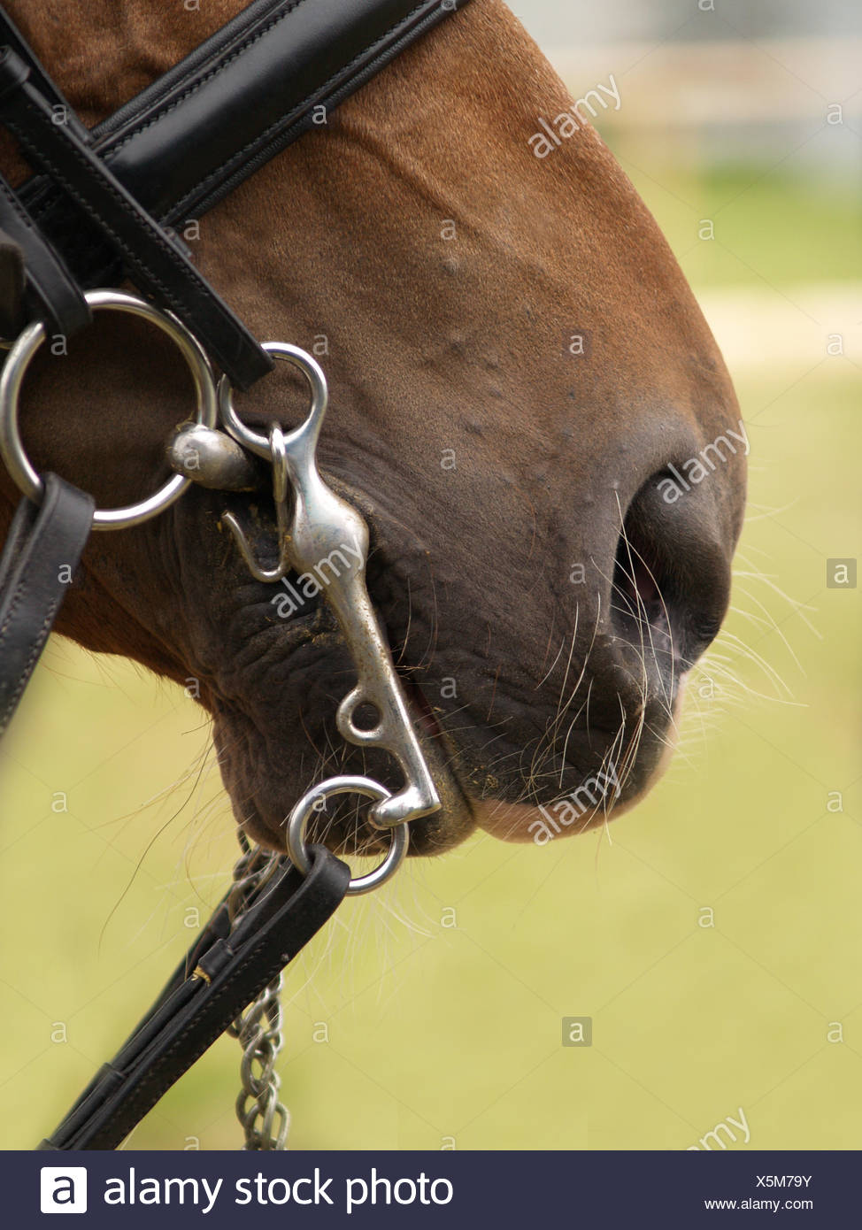 Dressage Bridle High Resolution Stock Photography and Images - Alamy