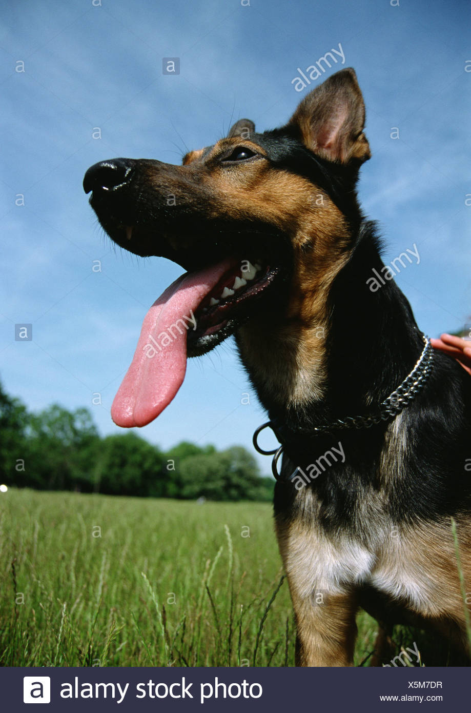 German Shepherd Dog Guard High Resolution Stock Photography and Images ...