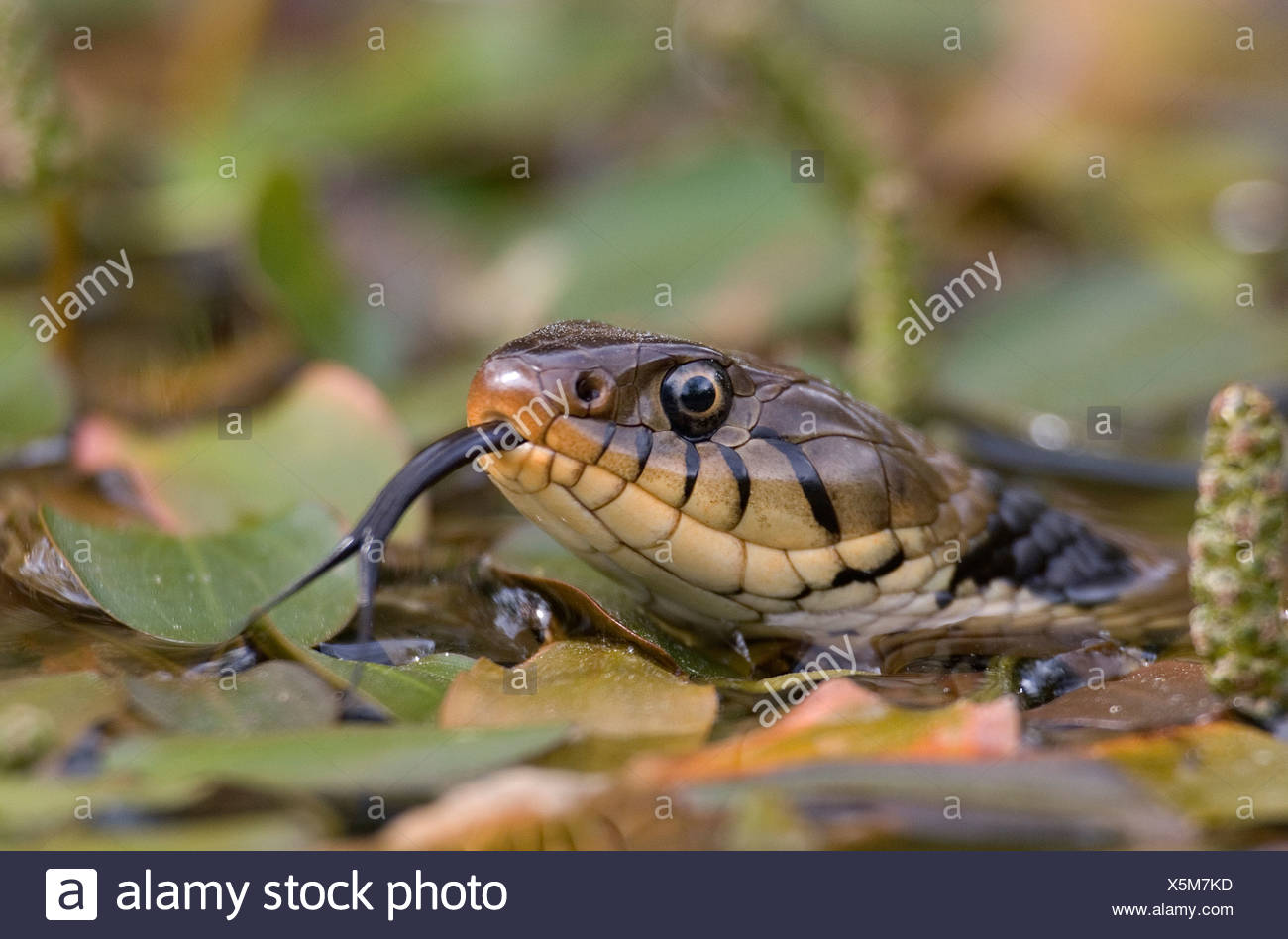 Ringslang High Resolution Stock Photography and Images - Alamy