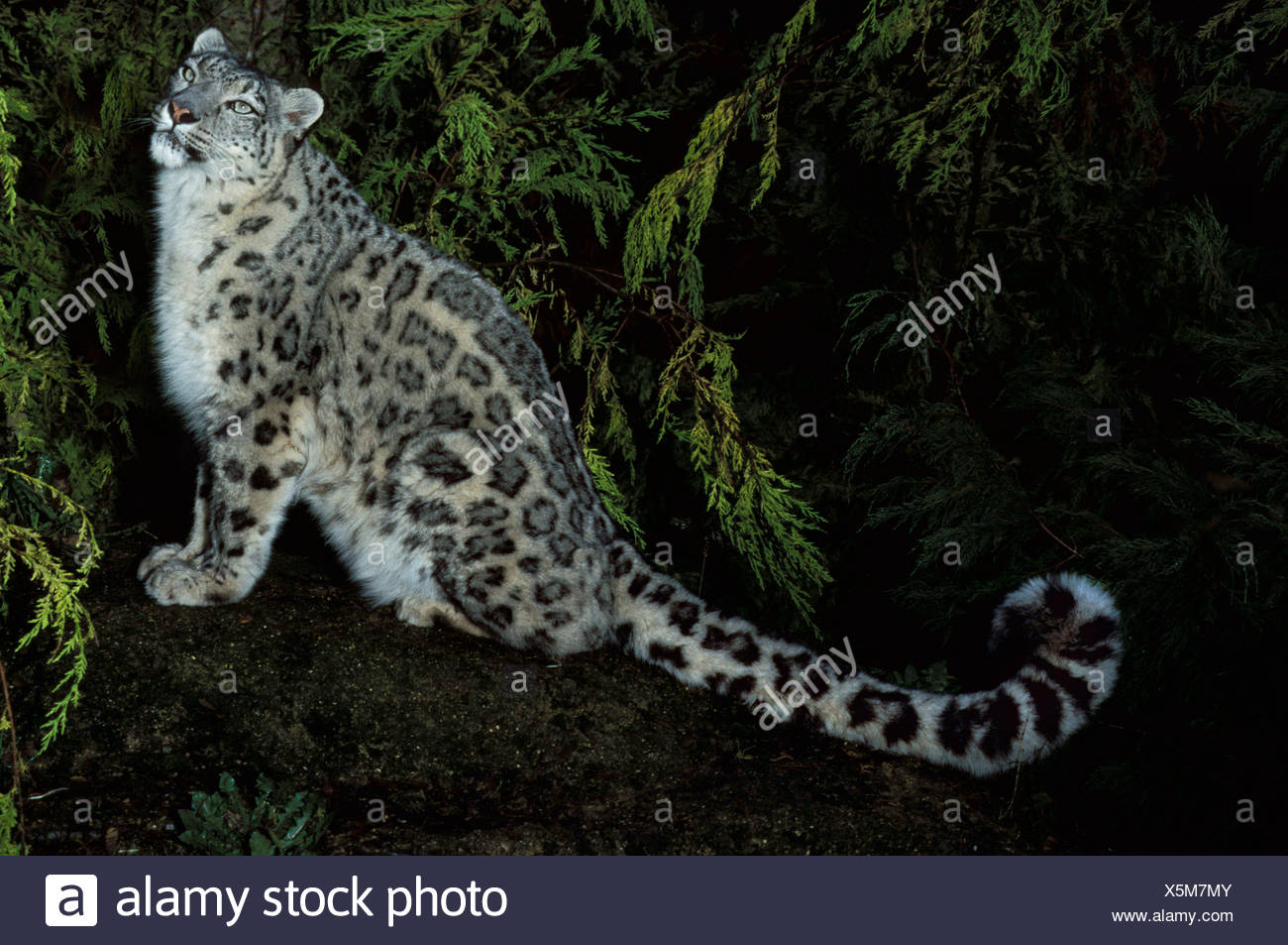 Animal Fur Pattern High Resolution Stock Photography and Images - Alamy