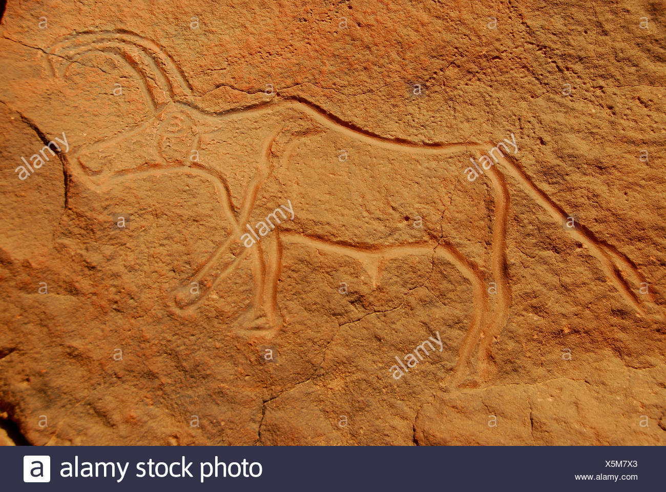 Rock Engraving. Animal High Resolution Stock Photography and Images - Alamy