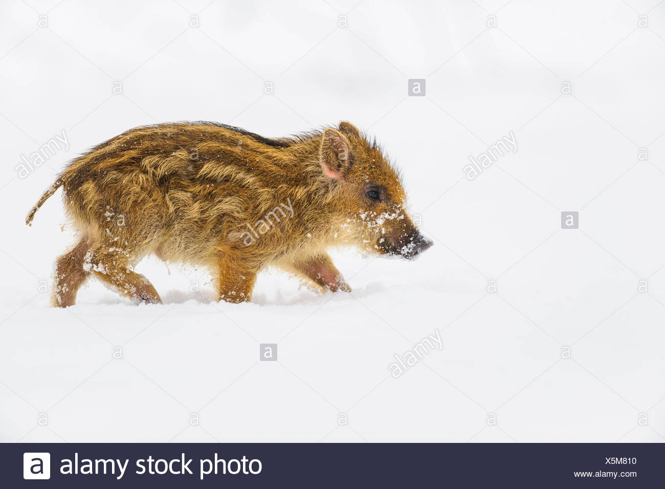 Frischling Stock Photos & Frischling Stock Images - Alamy