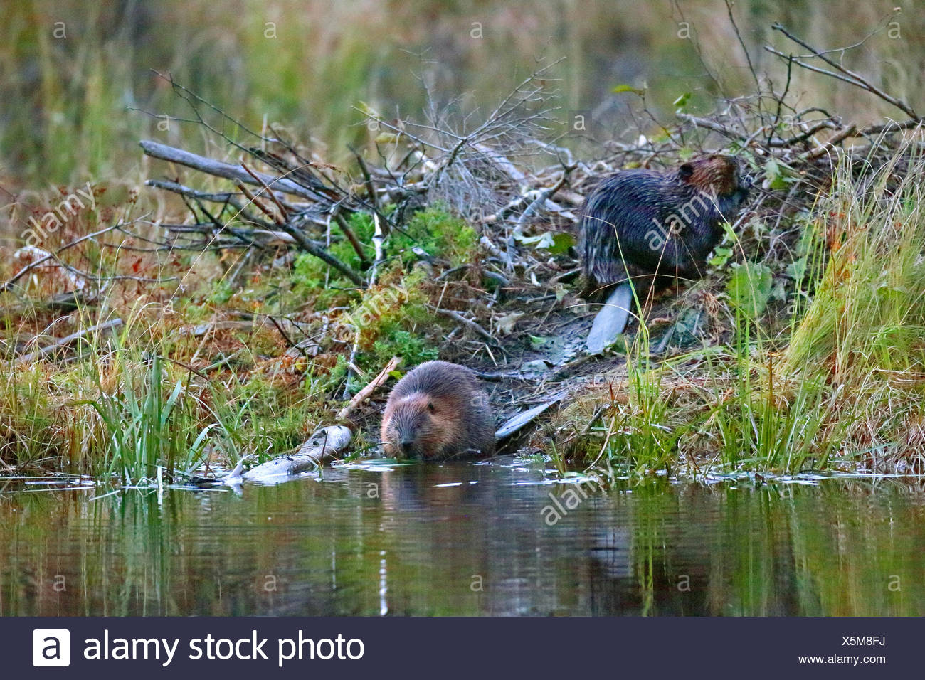 Beaver Couple High Resolution Stock Photography and Images - Alamy