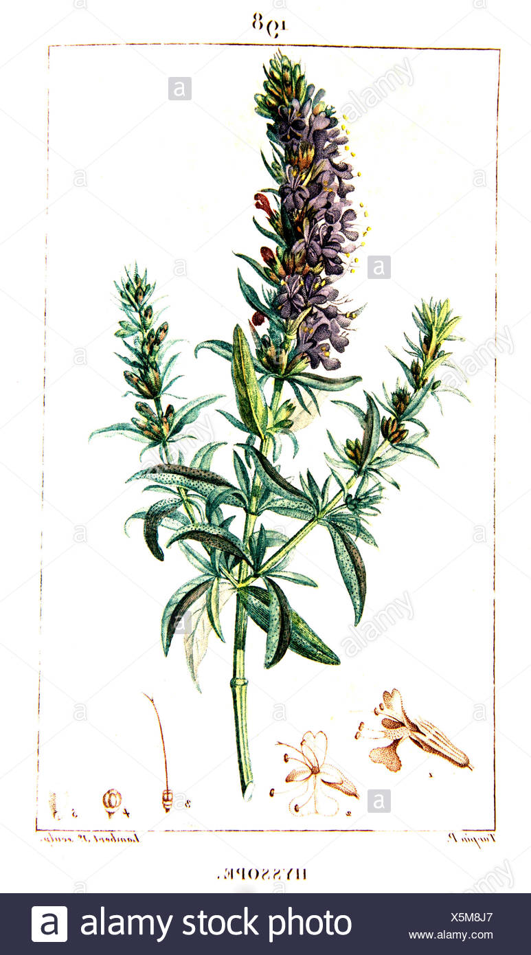 Hyssop Hyssopus Officinalis High Resolution Stock Photography and ...