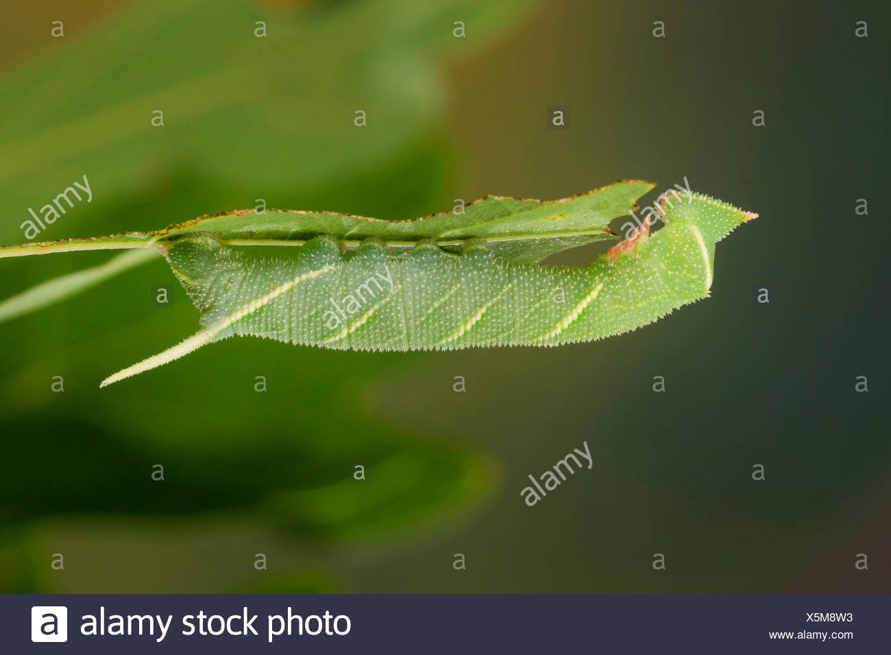 Marumba Quercus High Resolution Stock Photography and Images - Alamy