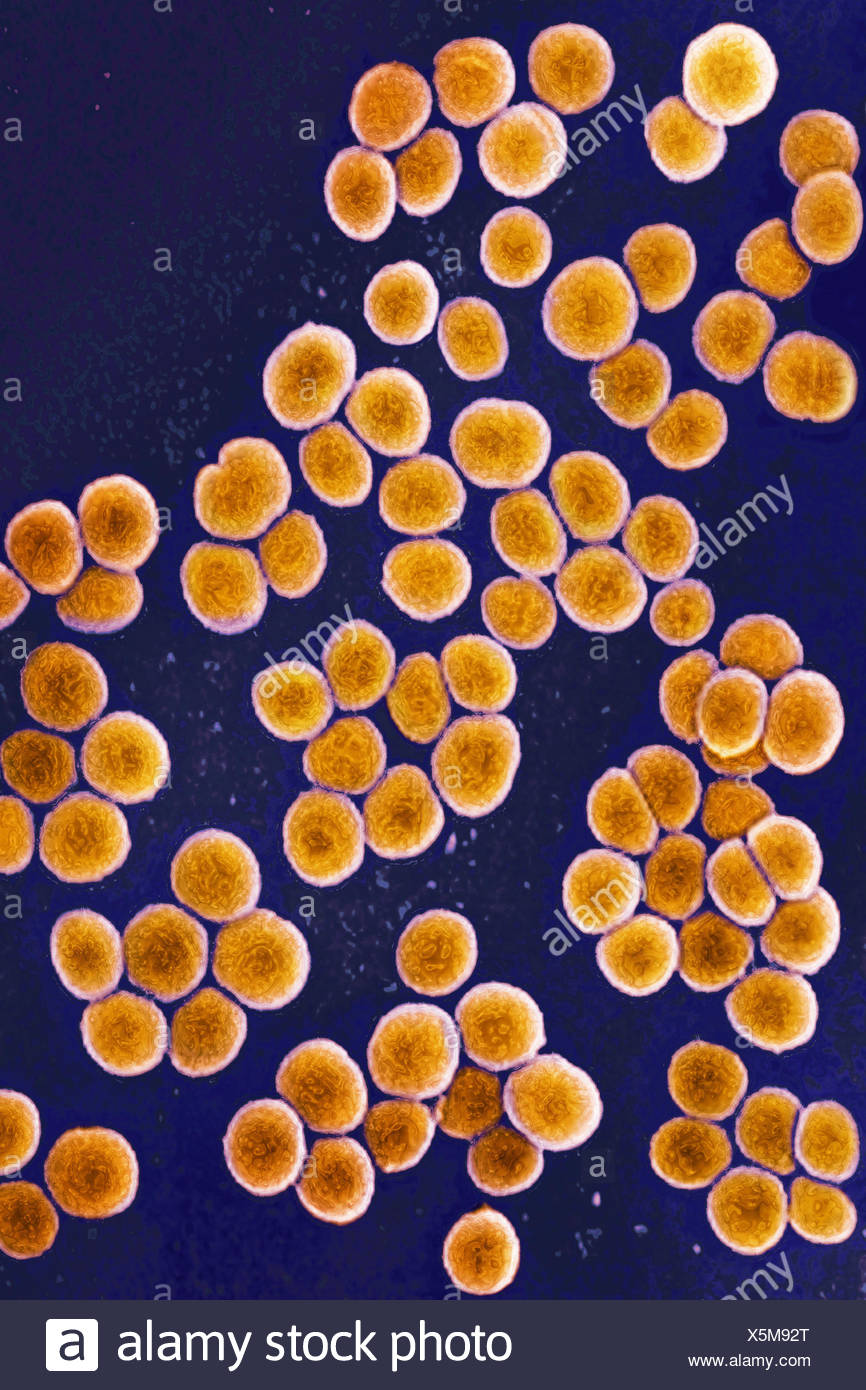 Staph Aureus High Resolution Stock Photography and Images - Alamy
