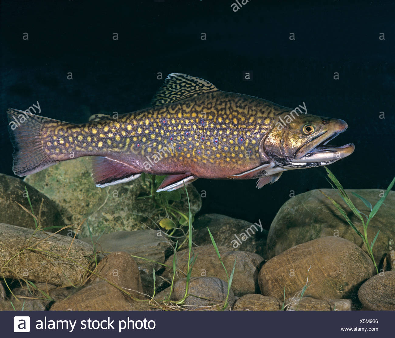 Salvelinus Fontinalis Stock Photos & Salvelinus Fontinalis Stock Images ...