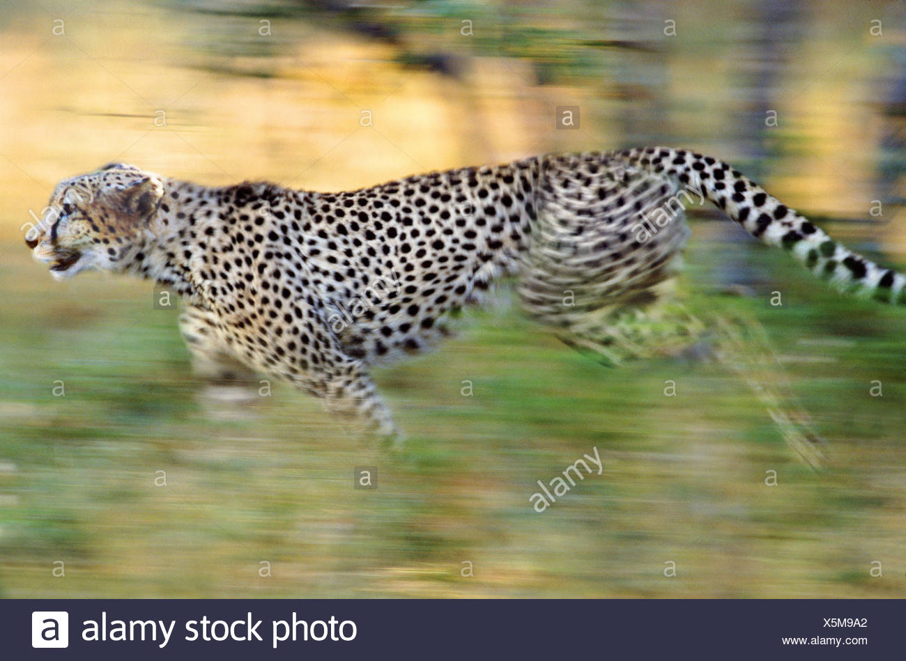 King Cheetah At Speed Stock Photos & King Cheetah At Speed Stock Images ...