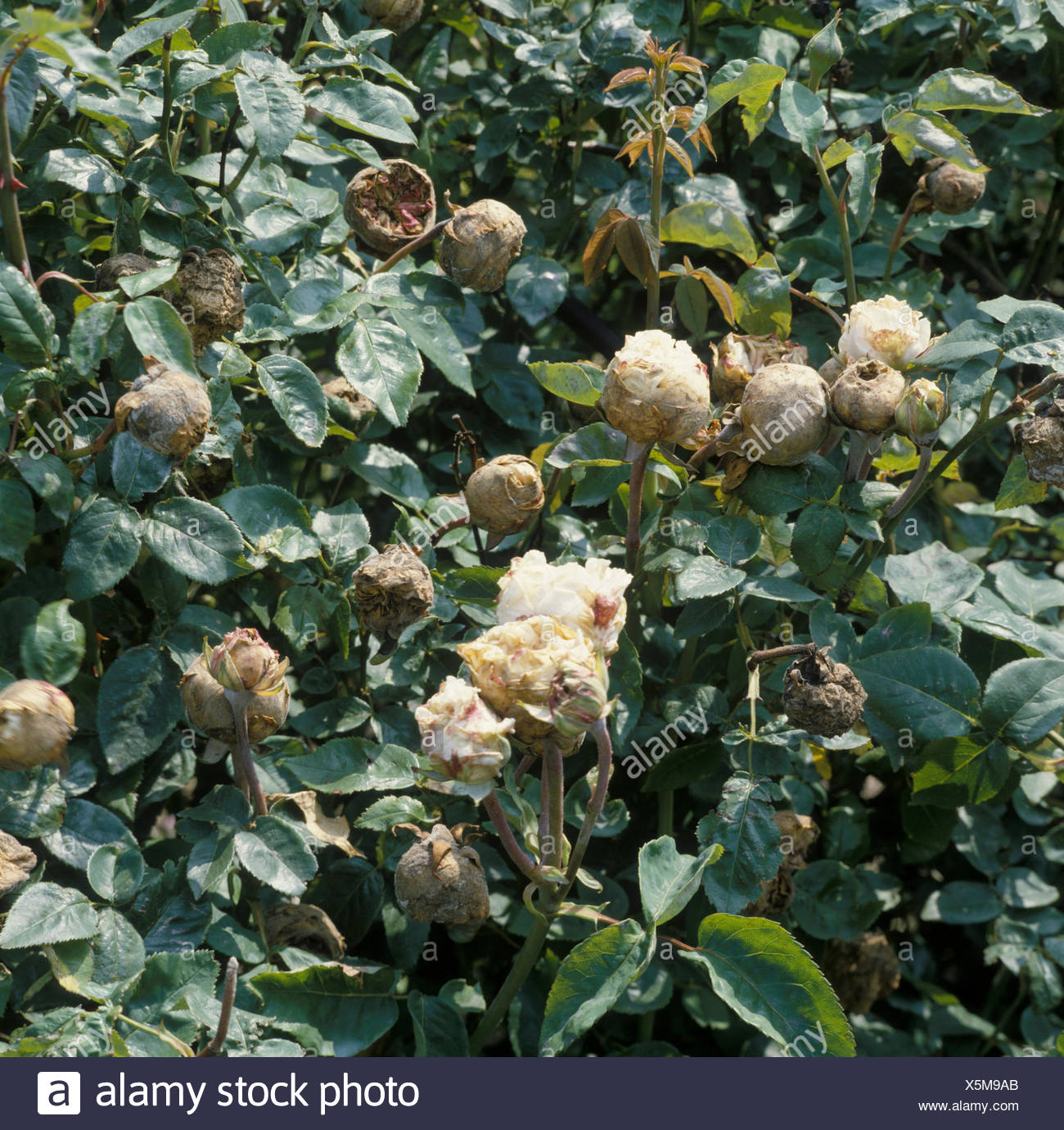 Diseased Rose Stock Photos & Diseased Rose Stock Images - Alamy
