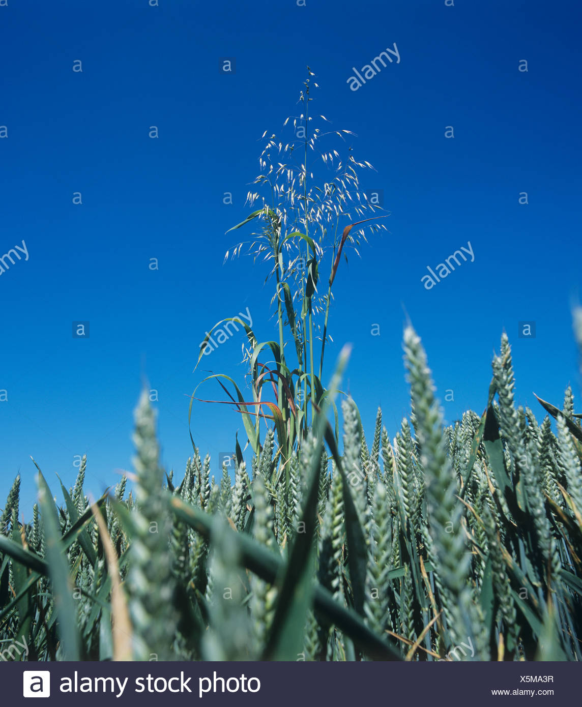 Avena Fatua High Resolution Stock Photography and Images - Alamy