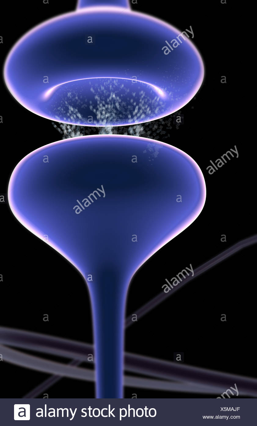 Synaptic Cleft High Resolution Stock Photography and Images - Alamy