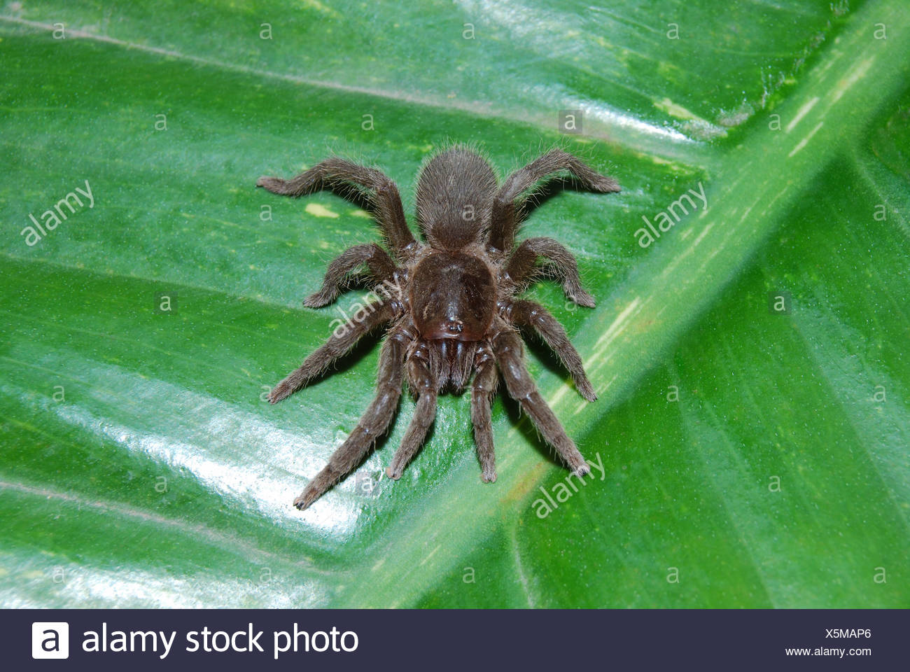 Tarantula Family High Resolution Stock Photography and Images - Alamy