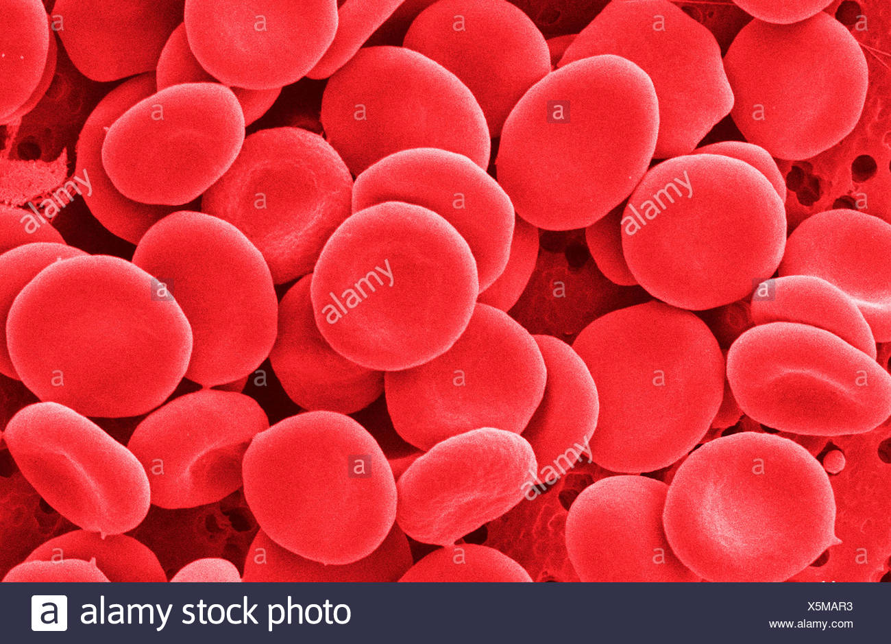 Human Red Blood Cells High Resolution Stock Photography and Images - Alamy