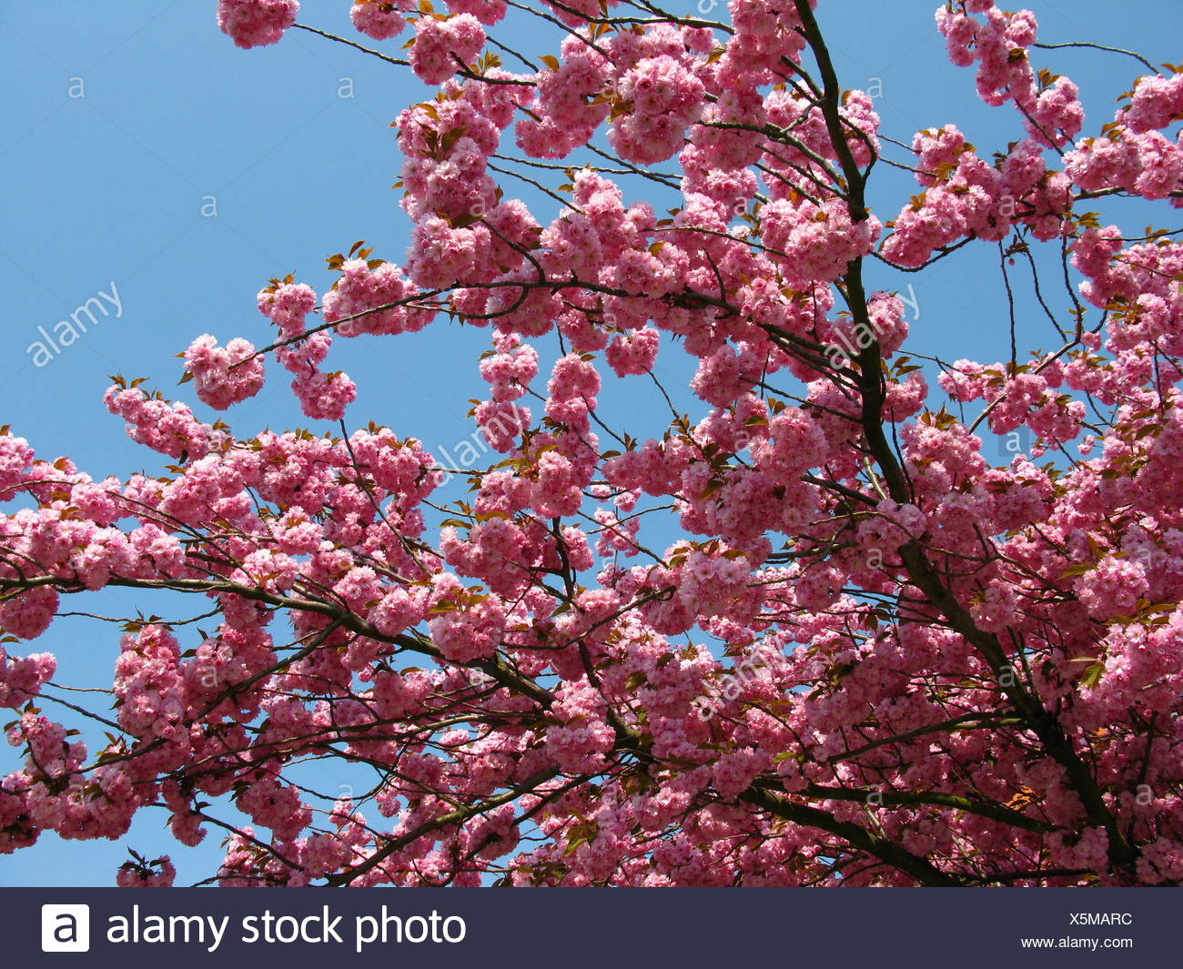 Japanische Kirsche High Resolution Stock Photography and Images - Alamy
