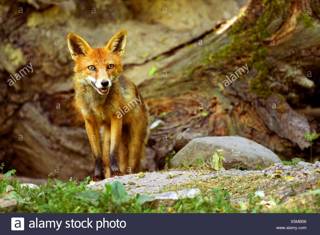 Burrow High Resolution Stock Photography and Images - Alamy