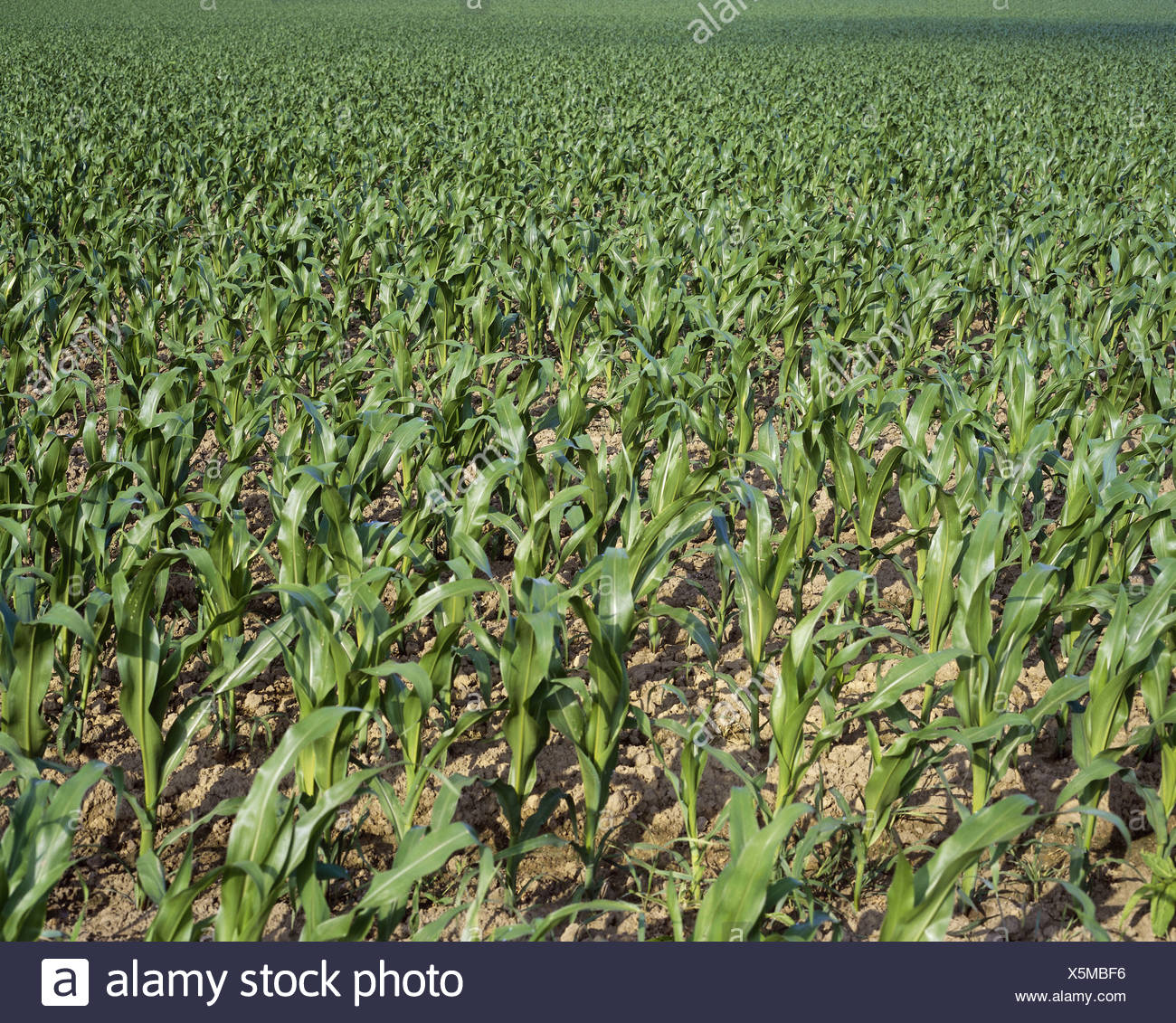 Maize Seedlings High Resolution Stock Photography and Images - Alamy