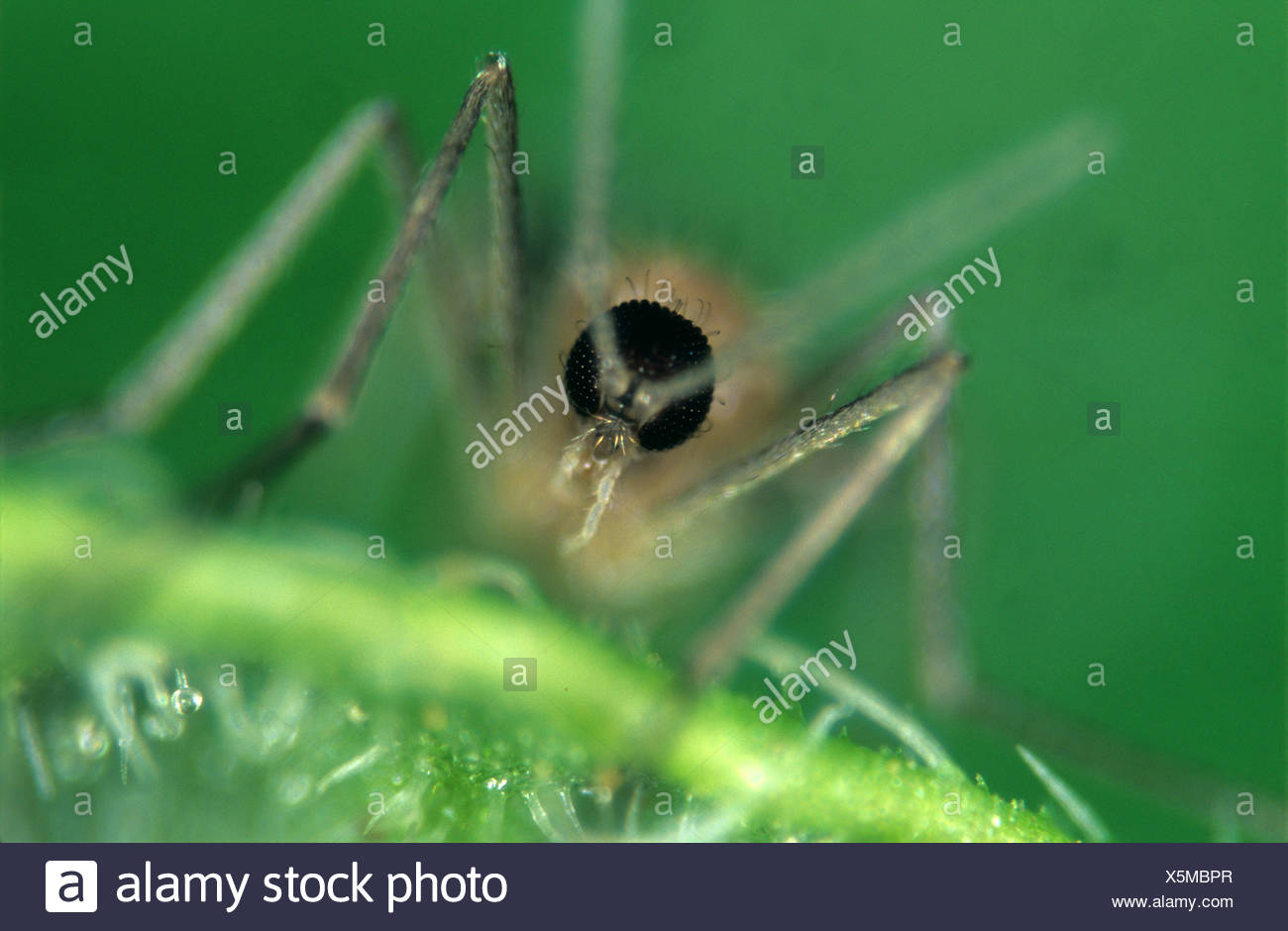 Aphid Predatory Midge Aphidoletes Aphidimyza High Resolution Stock ...