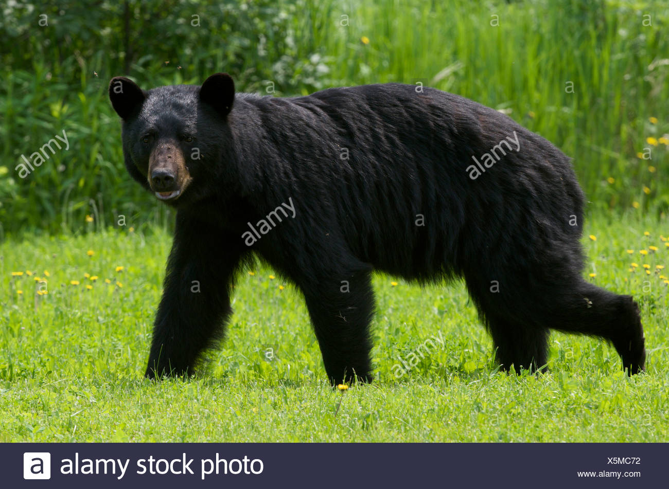 Black Bear Side View Stock Photos & Black Bear Side View Stock Images ...