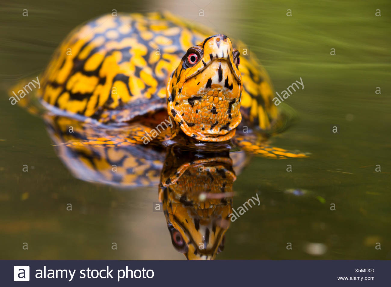 American Box Turtle High Resolution Stock Photography and Images - Alamy